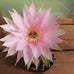 Echinopsis Schick hybrid (Pink) – Statement Plants