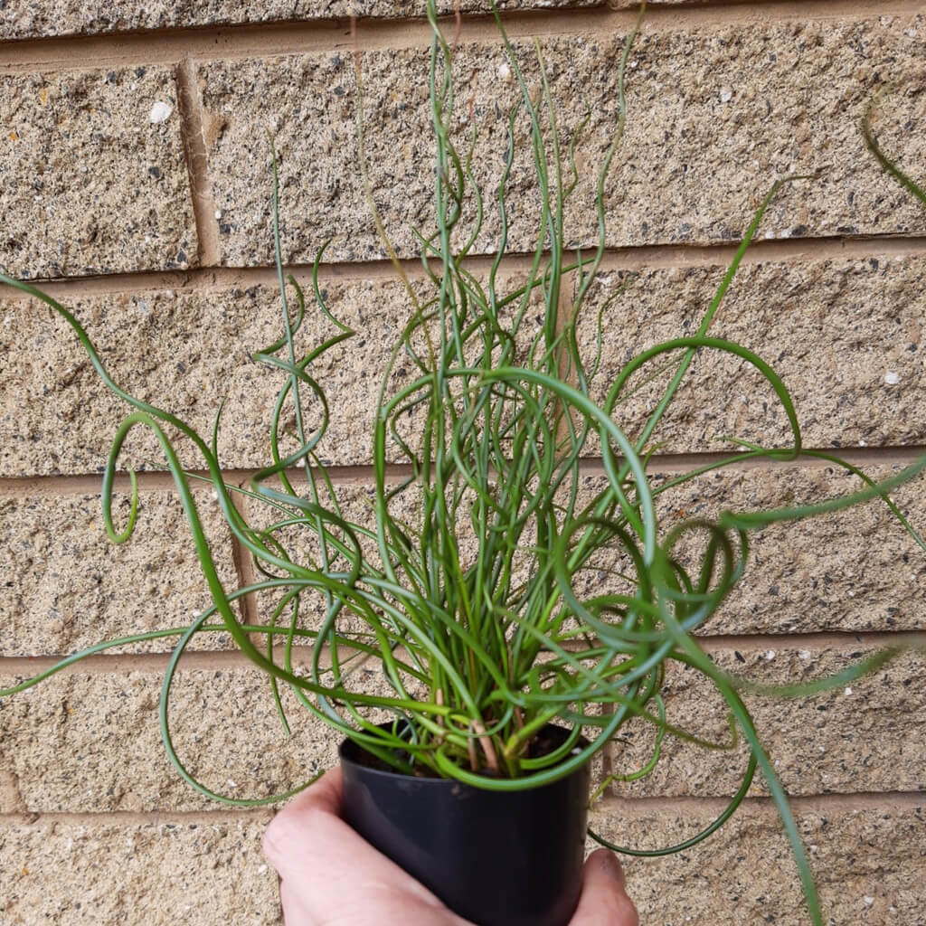 Juncus effusus 'Spiralis' - Corkscrew Rush - Crazy Grass - Statement Plants