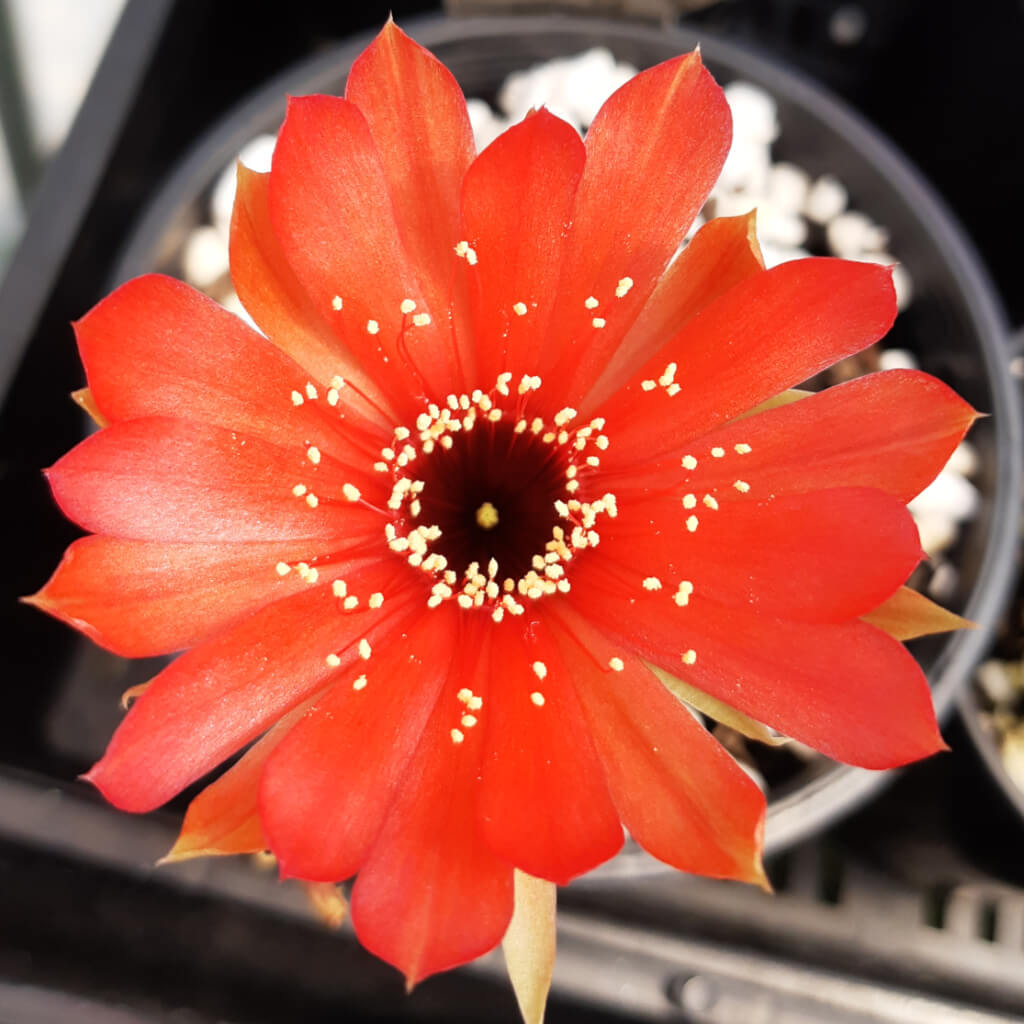 Lobivia arachnacantha (Red Form) syn Echinopsis ancistophora ...