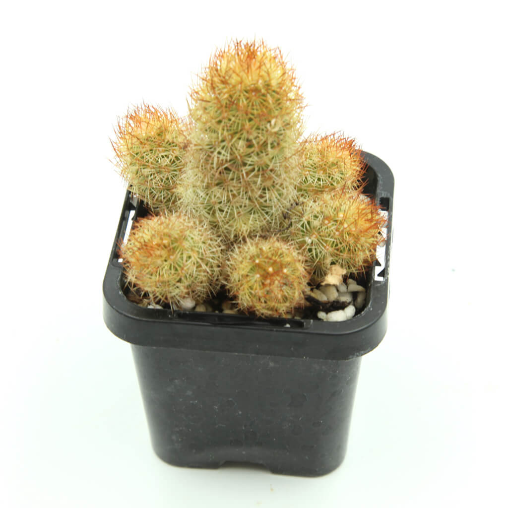 Mammillaria elongata cv. Kopper King - Statement Plants