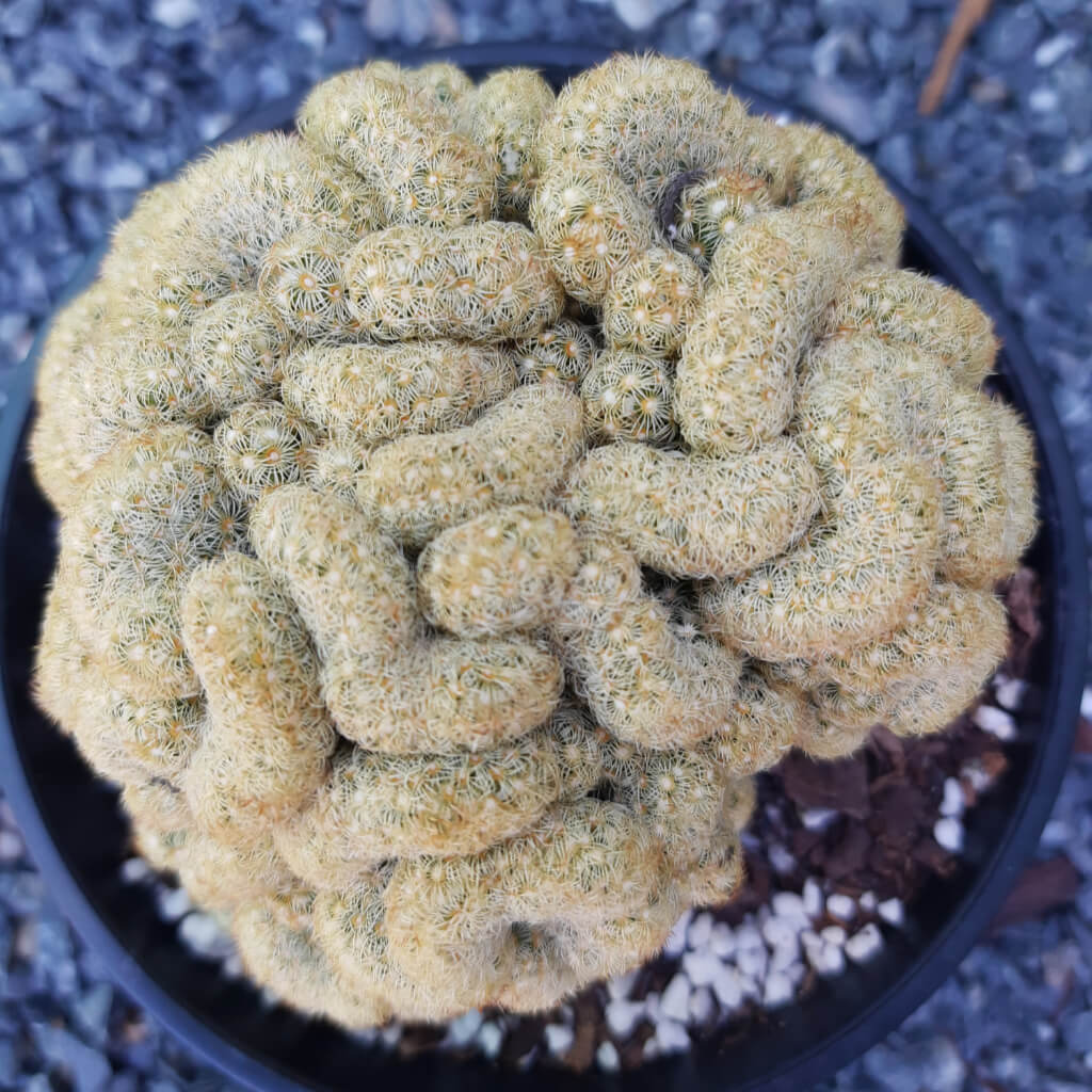 Mammillaria elongata f. cristata - Brain Cactus - Statement Plants