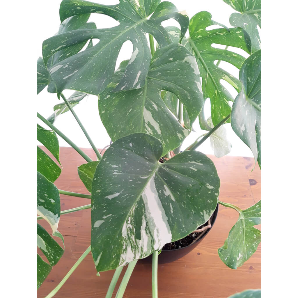 Monstera deliciosa 'Thai Constellation'