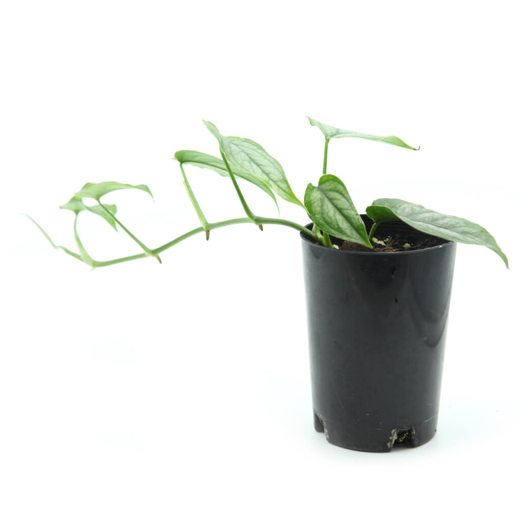 Monstera siltepecana - Silver Monstera - Statement Plants