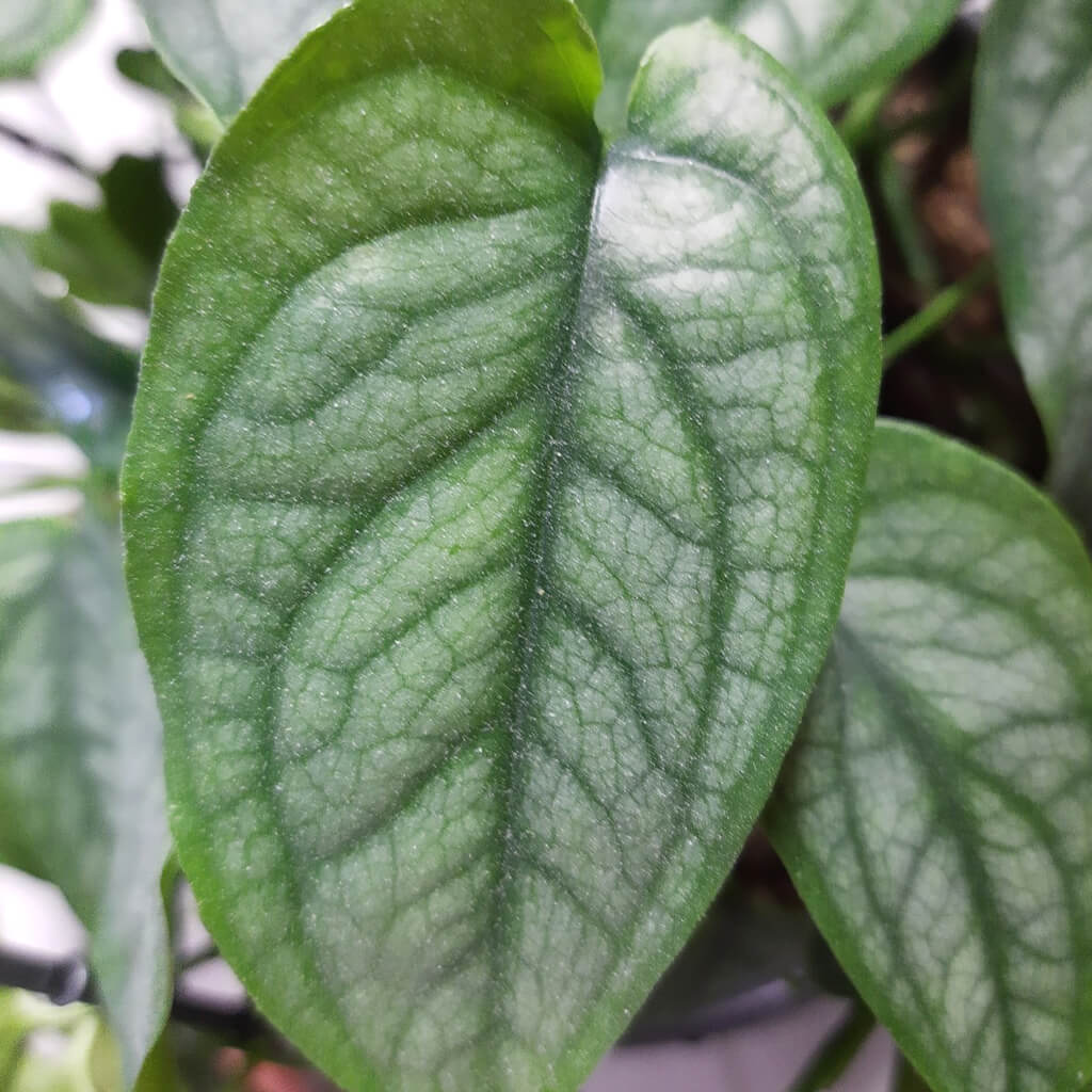 Monstera siltepecana - Silver Monstera - Statement Plants