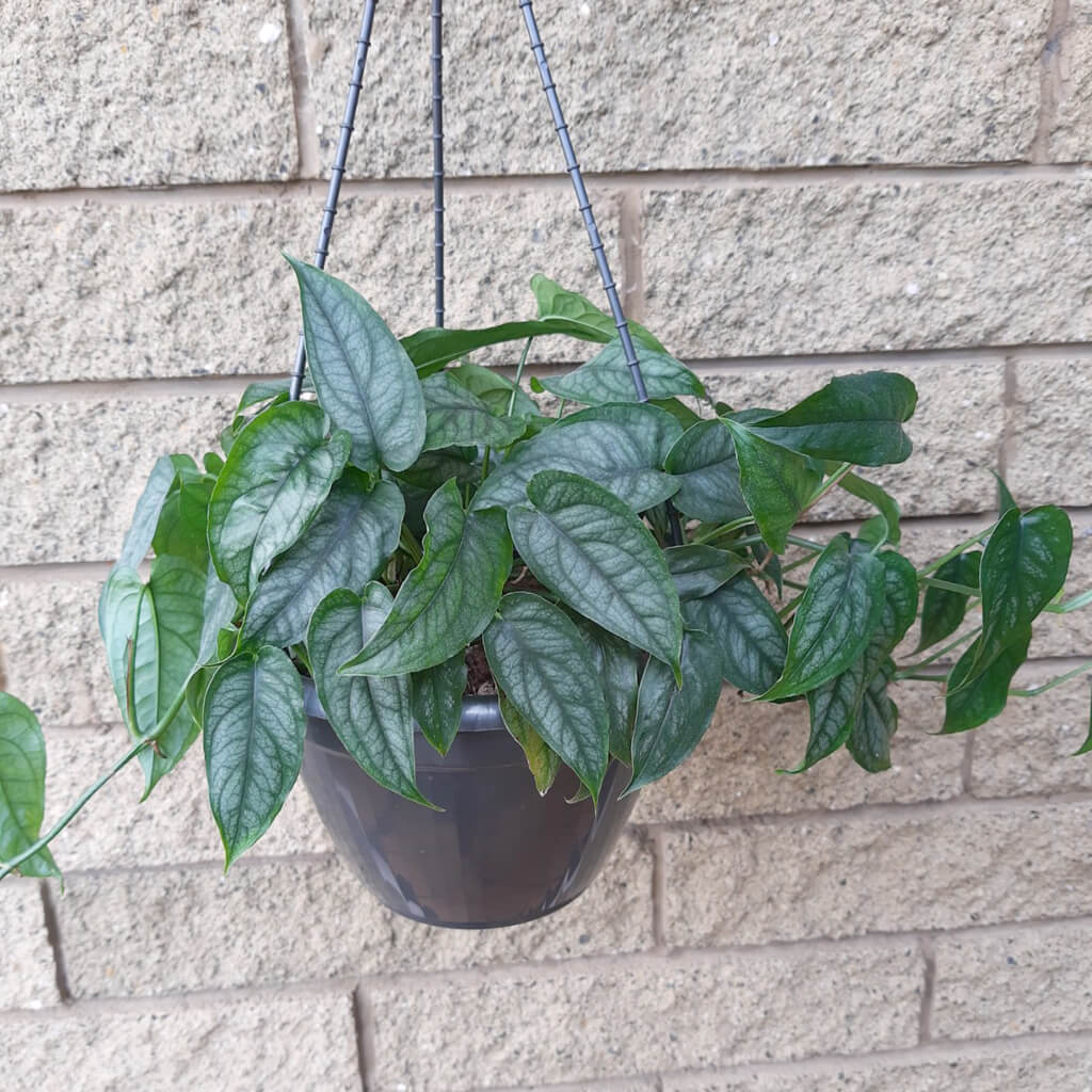 Monstera siltepecana - Silver Monstera - Statement Plants