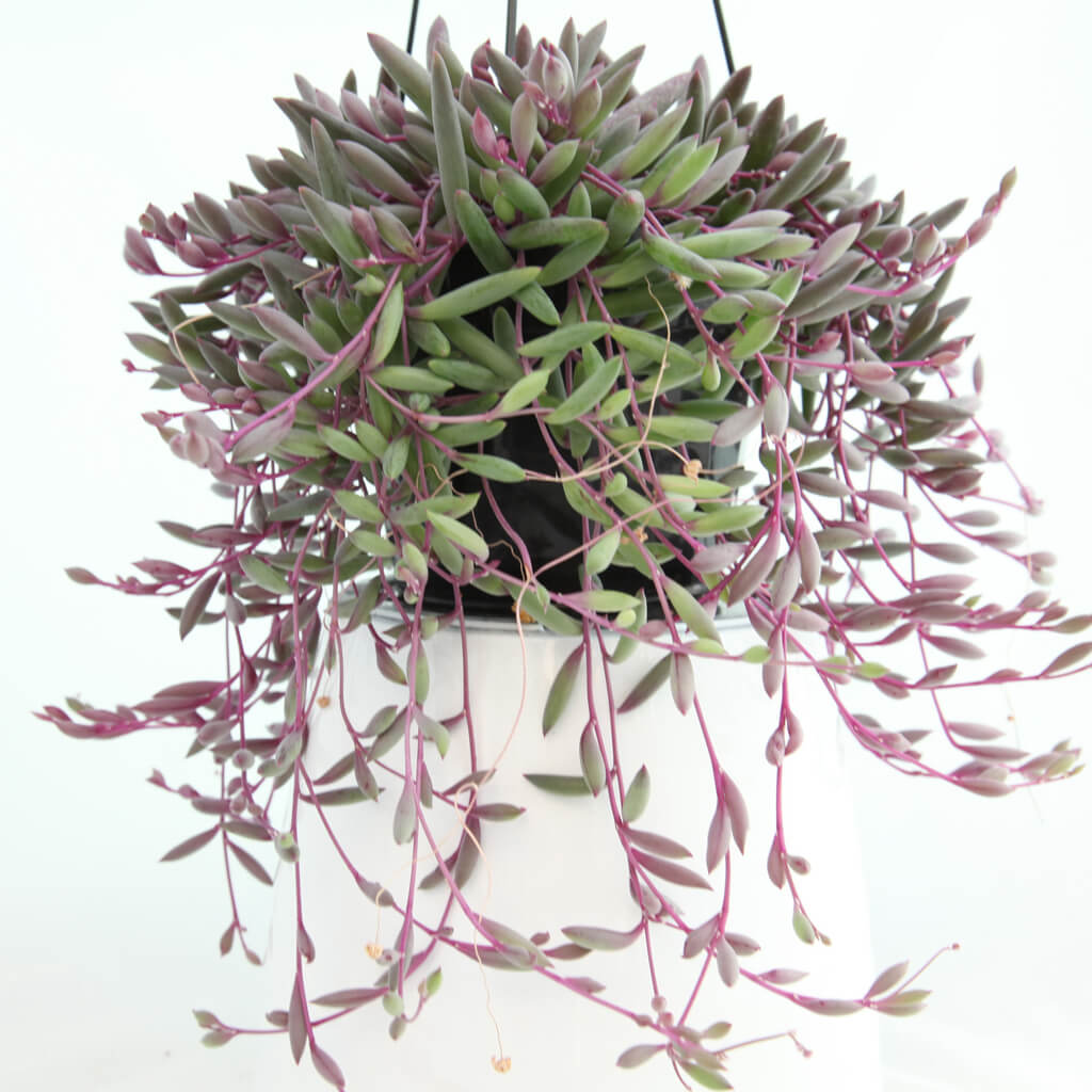 Home / Products / Othonna capensis 'Ruby Necklace'