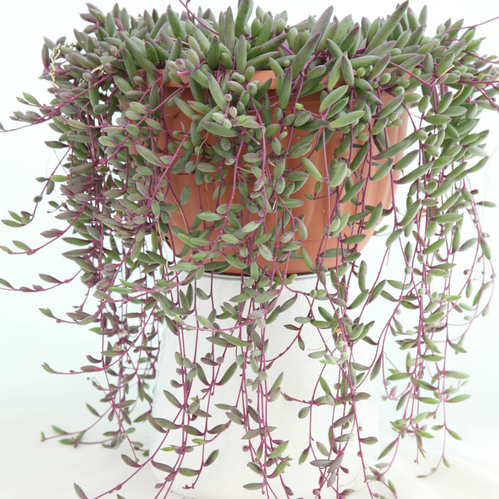 Othonna capensis 'Ruby Necklace' - Statement Plants