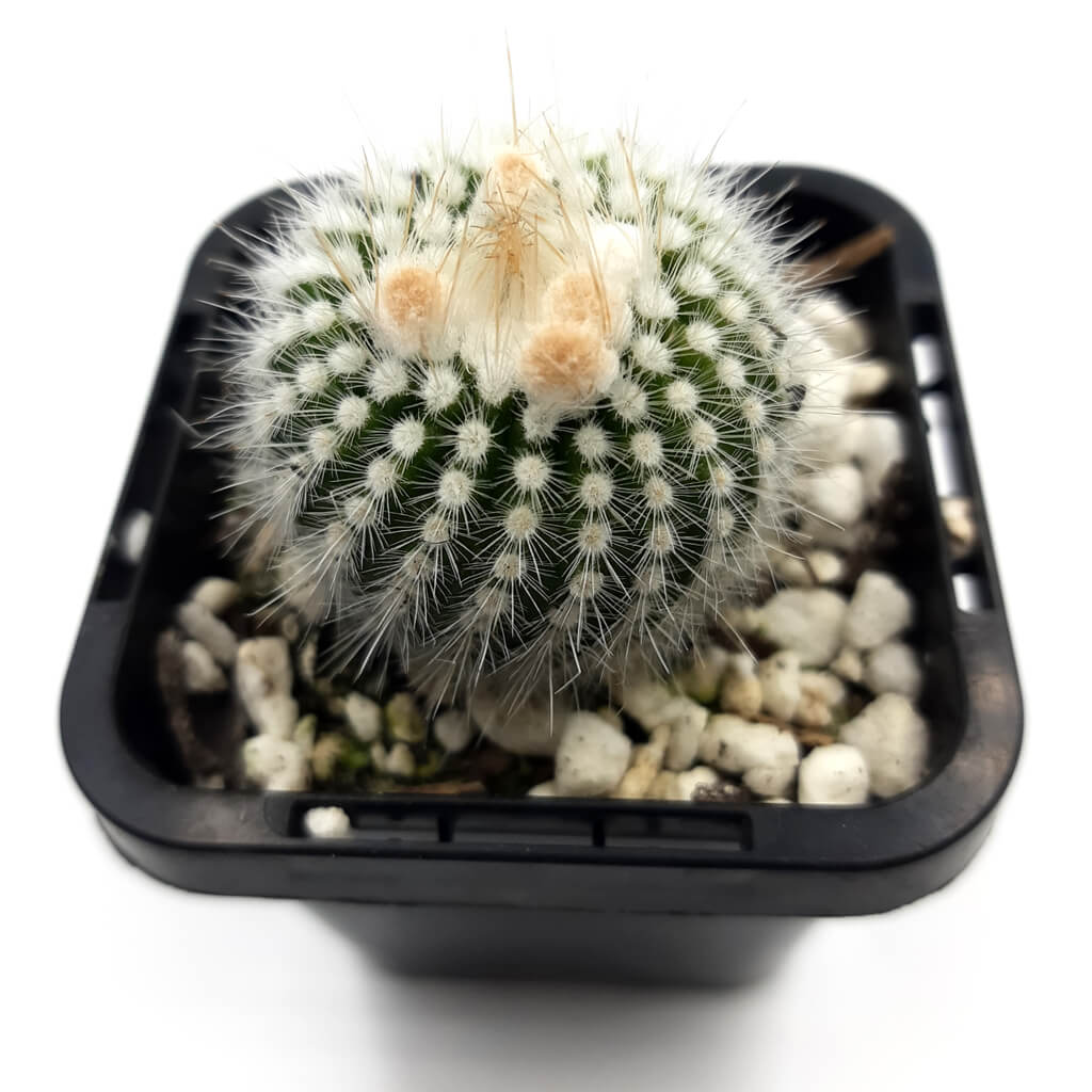 Parodia scopa subs. succinea f. albiseta - Silver Ball Cactus