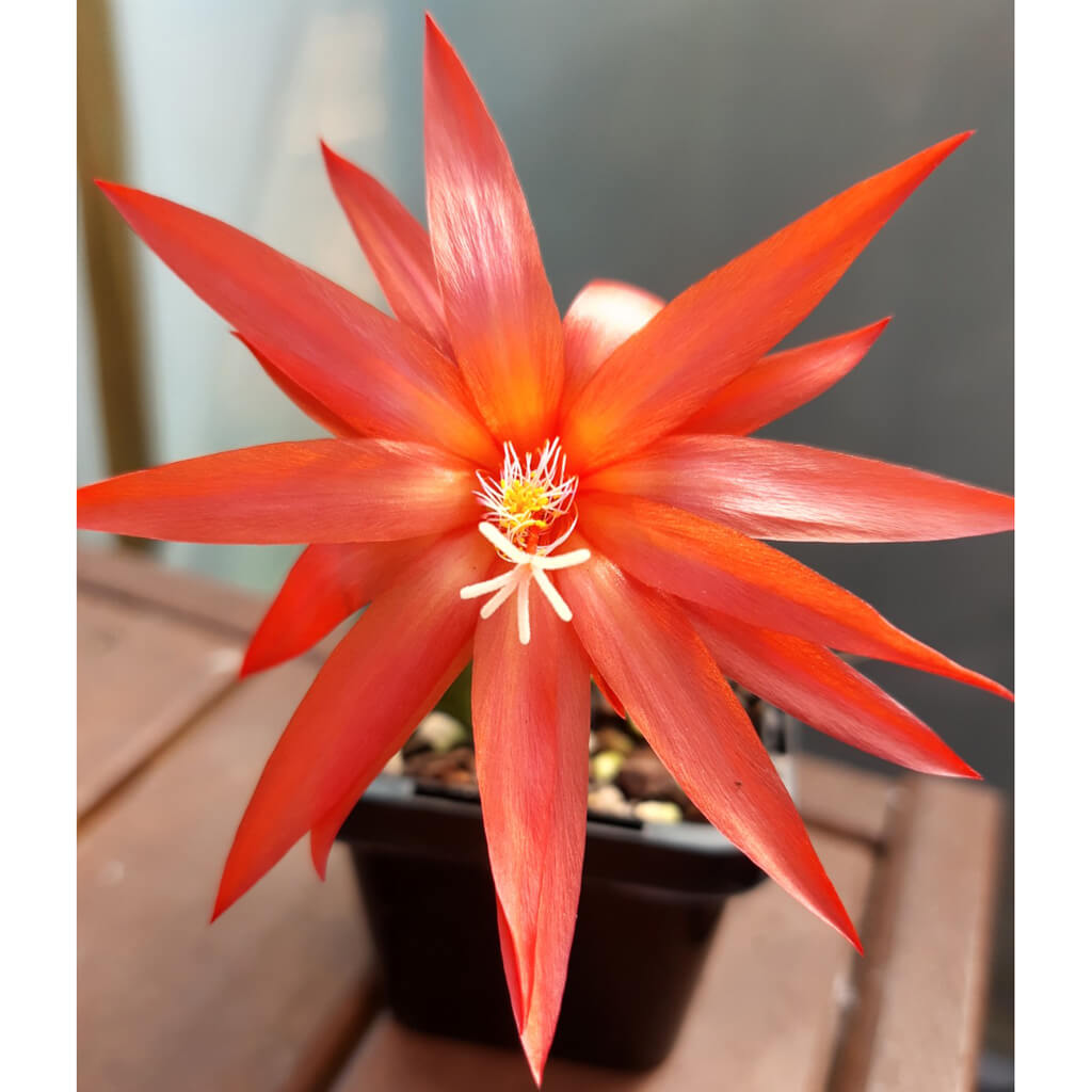 Rhipsalidopsis gaertneri - Easter Cactus - Statement Plants