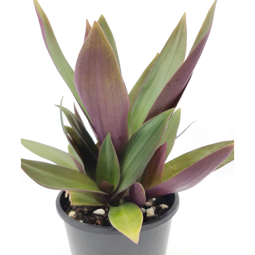 Rhoeo Dwarf - Tradescantia spathacea - Moses in the Cradle - Statement ...