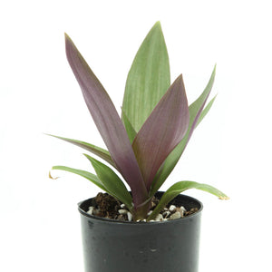 Rhoeo Dwarf - Tradescantia spathacea - Moses in the Cradle - Statement ...