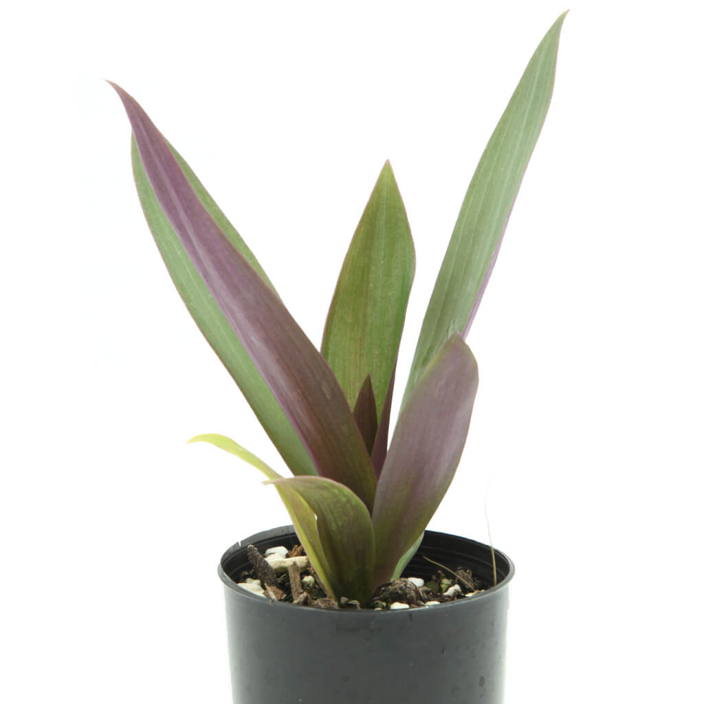 Rhoeo Dwarf - Tradescantia spathacea - Moses in the Cradle - Statement ...