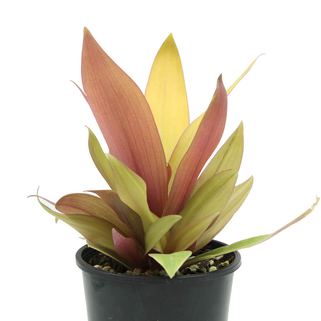 Rhoeo Gold - Tradescantia spathacea - Moses in the Cradle - Statement ...