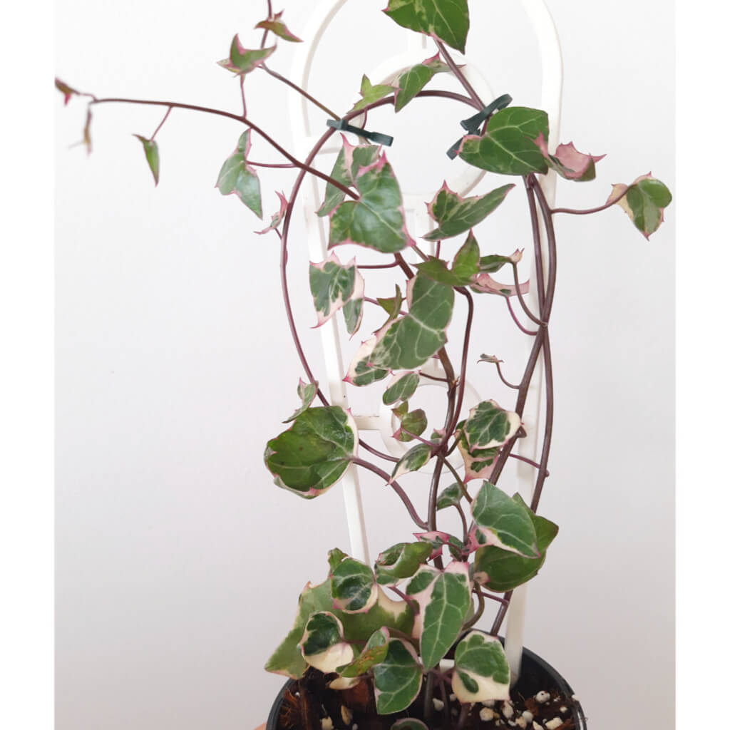 Senecio macroglossus variegated - Wax Ivy - Statement Plants